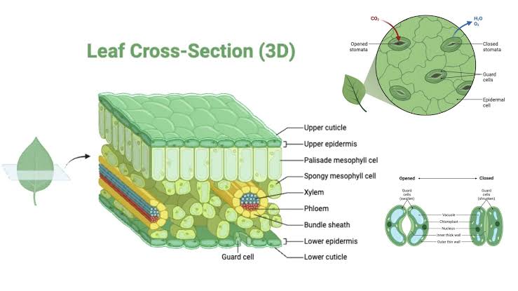 Role of stomata and cuticle in water conservation - ClassNotes.ng