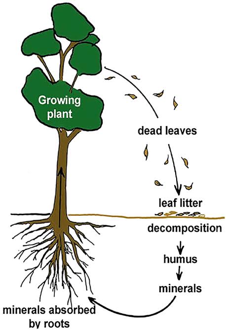 Decomposition and soil nutrient dynamics - ClassNotes.ng