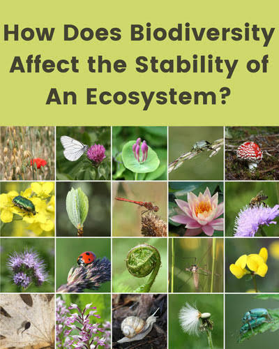Importance of biodiversity in ecosystem stability - ClassNotes.ng