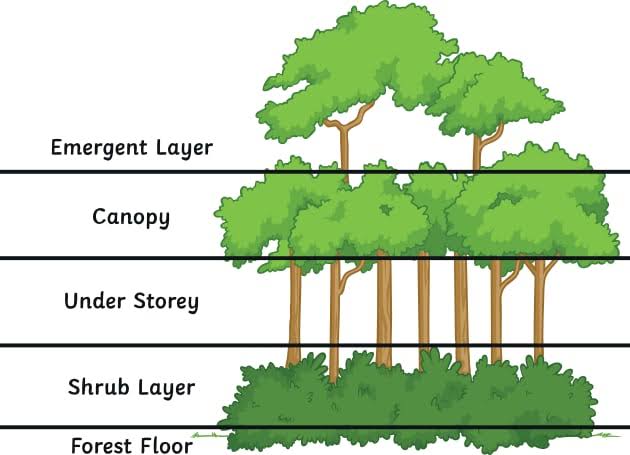 Vegetation types and their ecological significance - ClassNotes.ng