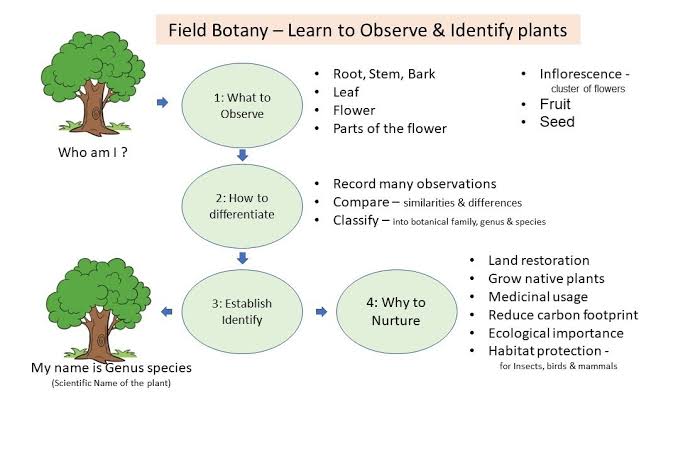 Identifying plant species and their ecological roles - Class Notes