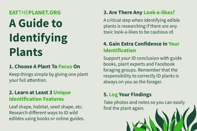Identifying plant species and their ecological roles - ClassNotes.ng