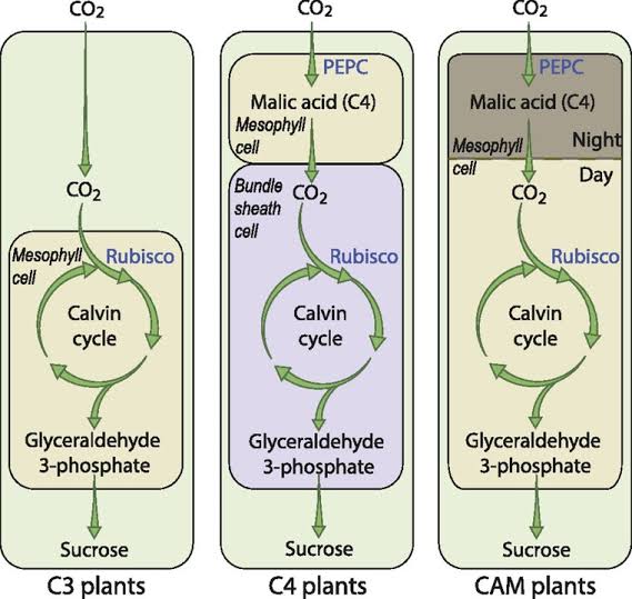Photosynthetic pathways (C3, C4, CAM plants) - ClassNotes.ng