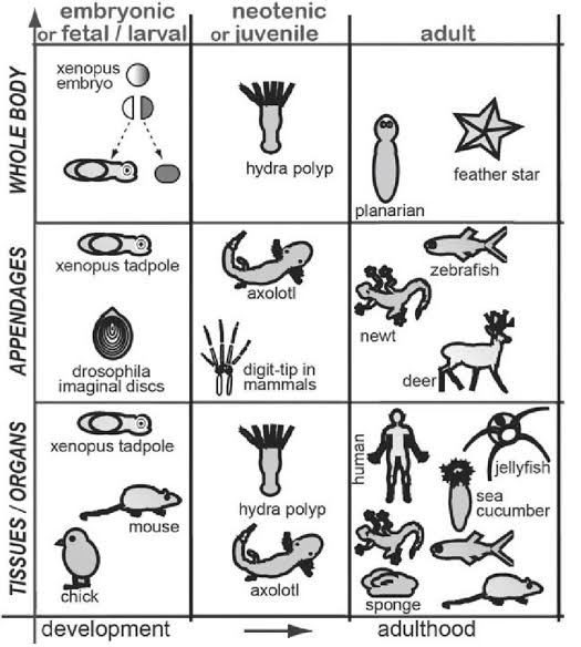 Regeneration, larval forms, and symmetry - ClassNotes.ng