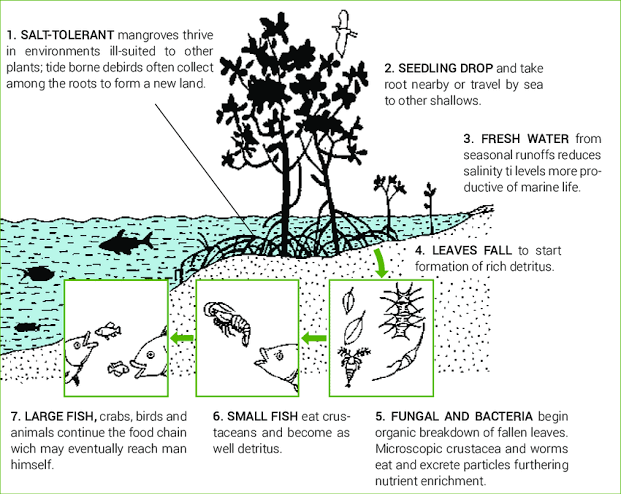 Ecological roles of wetlands and mangroves - ClassNotes.ng