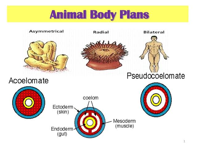 Cephalization, body cavity evolution, segmentation - ClassNotes.ng