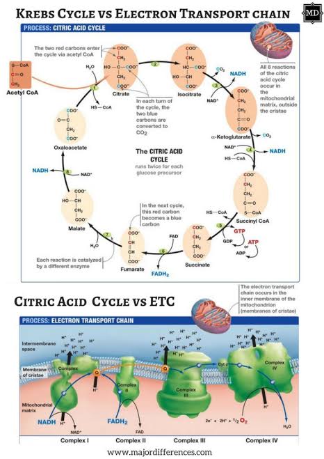 Glycolysis, Krebs cycle, and electron transport chain - ClassNotes.ng