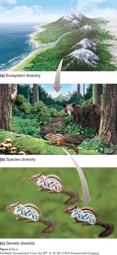 Biodiversity levels: genetic, species, ecosystem - ClassNotes.ng