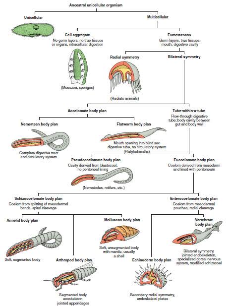 Cephalization, body cavity evolution, segmentation - ClassNotes.ng