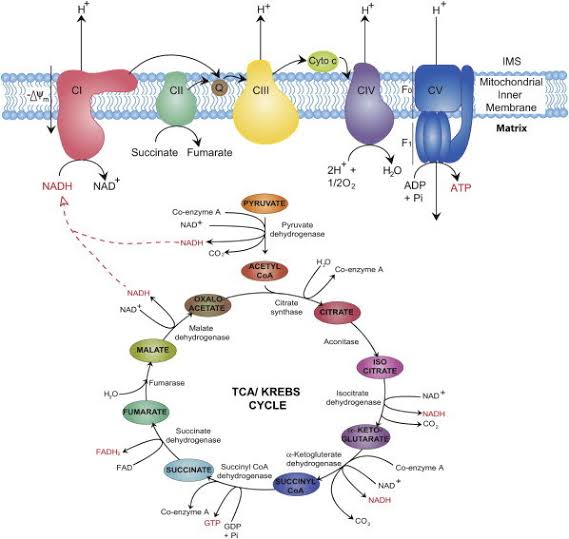 Glycolysis, Krebs cycle, and electron transport chain - Class Notes