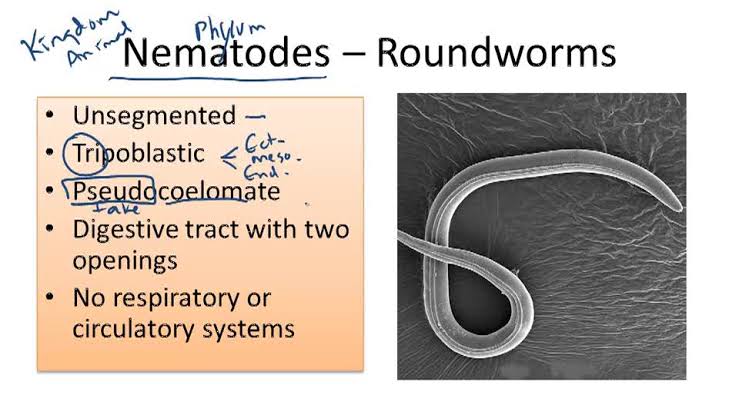Features of roundworms and segmented worms - Class Notes