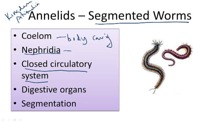 Features of roundworms and segmented worms - ClassNotes.ng