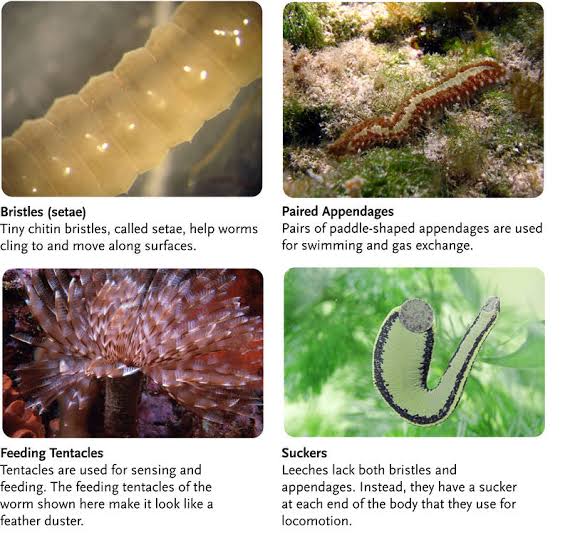 Features of roundworms and segmented worms - ClassNotes.ng