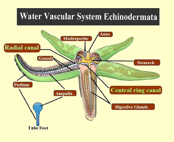 Water vascular system - ClassNotes.ng