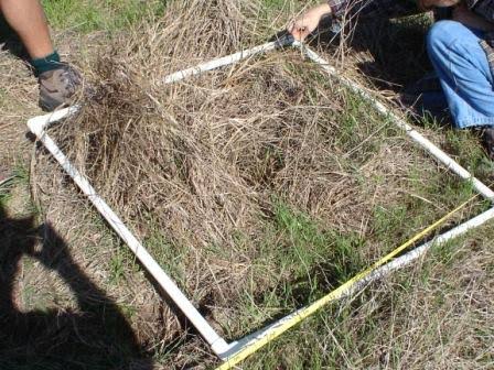 Quadrat, transect, and plot methods - ClassNotes.ng