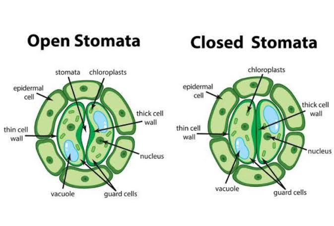 Role of guard cells in stomatal opening and closing - ClassNotes.ng