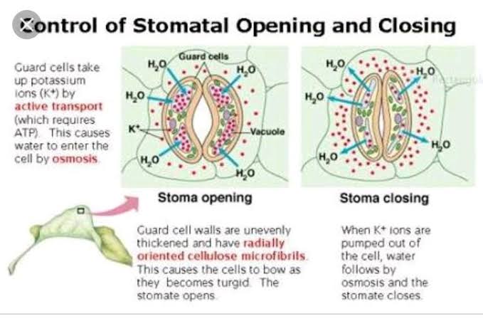 Role of guard cells in stomatal opening and closing - ClassNotes.ng