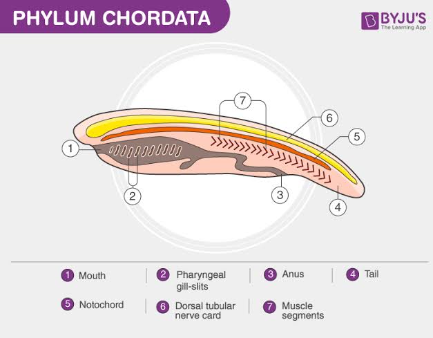 Chordate characteristics - Class Notes