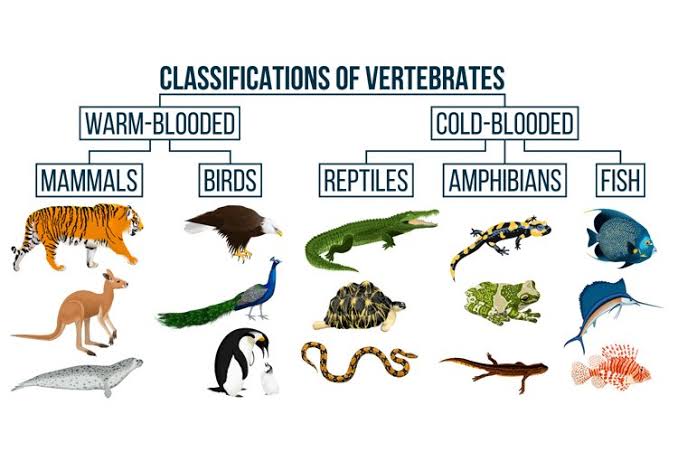 Classification of vertebrates – ClassNotes.ng