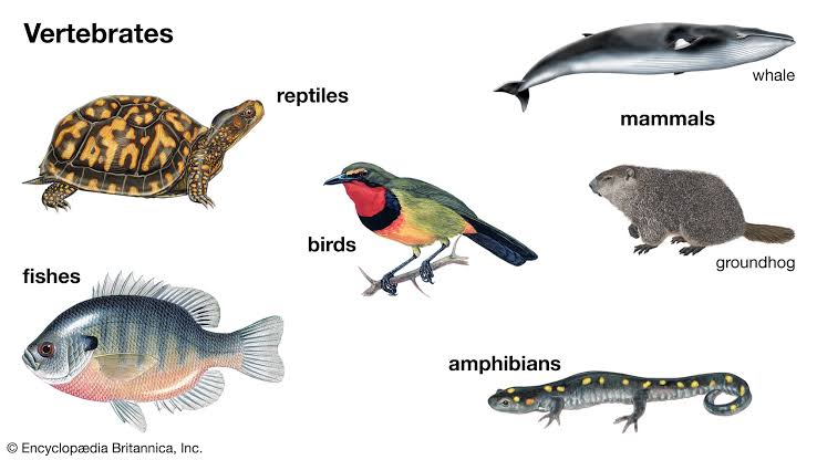 Classification of vertebrates – ClassNotes.ng