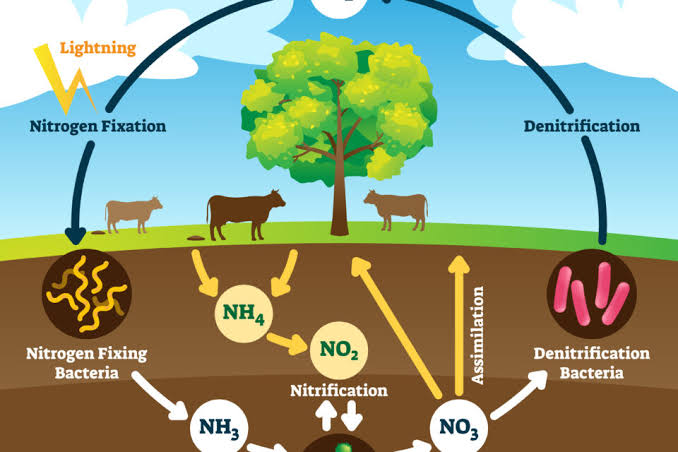 Nitrogen cycle and its significance in plant nutrition - Class Notes