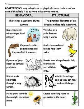 Characteristics and adaptations - Class Notes