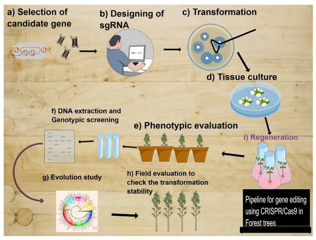 Applications in gene annotation and molecular breeding - ClassNotes.ng