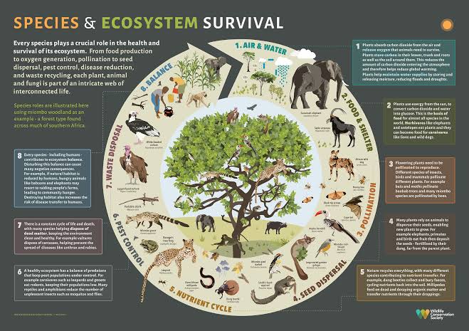 Examples and ecological roles - Class Notes