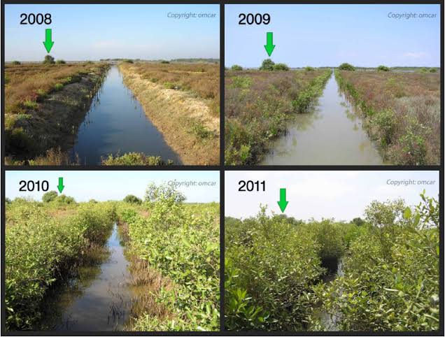 Restoration ecology - Class Notes