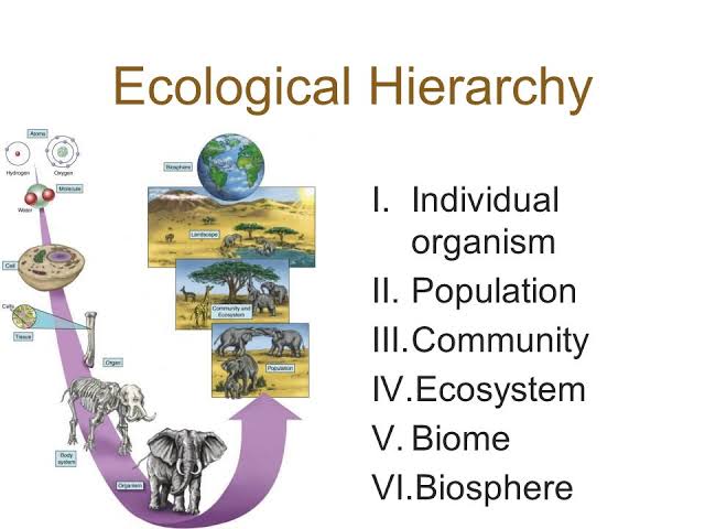 Hierarchical levels: individual, population, community, ecosystem ...