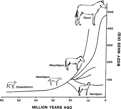 Evolutionary trends - ClassNotes.ng