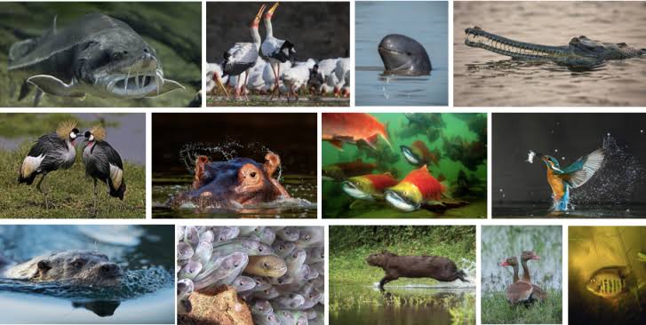 Importance in freshwater ecosystems - Class Notes