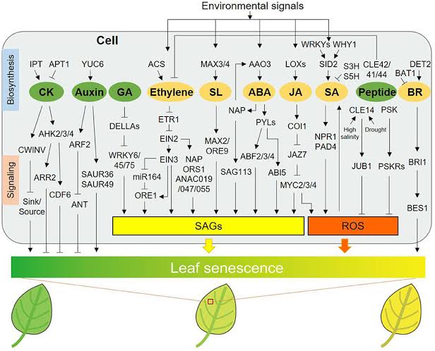 Leaf senescence and hormonal regulation - ClassNotes.ng