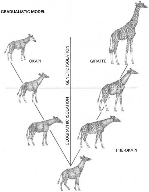 Evolutionary trends - ClassNotes.ng