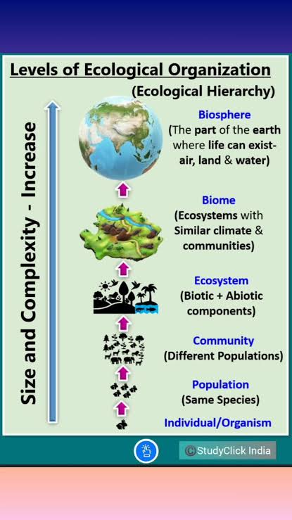 Ecological hierarchy: individual, population, community, ecosystem ...