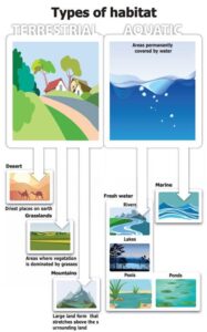 Aquatic and terrestrial habitats - ClassNotes.ng
