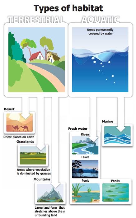 Aquatic and terrestrial habitats - Class Notes