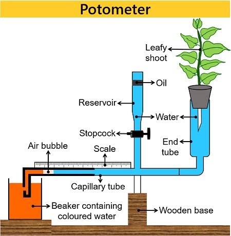 Measurement of transpiration rates using a potometer - ClassNotes.ng