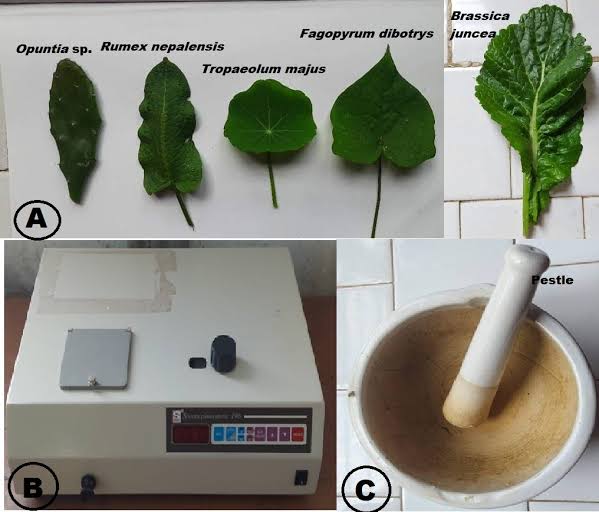 Chlorophyll extraction and spectrophotometric analysis - ClassNotes.ng