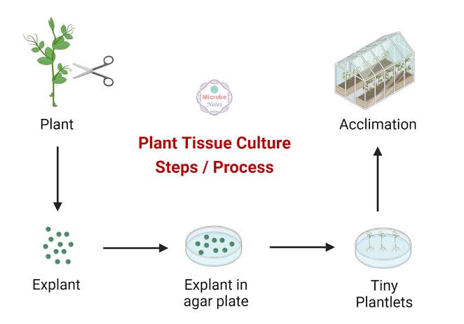 Principles of plant tissue culture - ClassNotes.ng