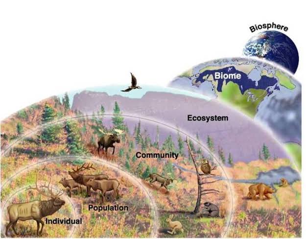 Hierarchical levels: individual, population, community, ecosystem ...