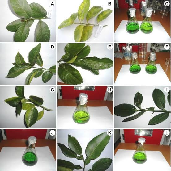 Chlorophyll extraction and spectrophotometric analysis - ClassNotes.ng