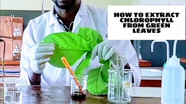 Chlorophyll extraction and spectrophotometric analysis - Class Notes
