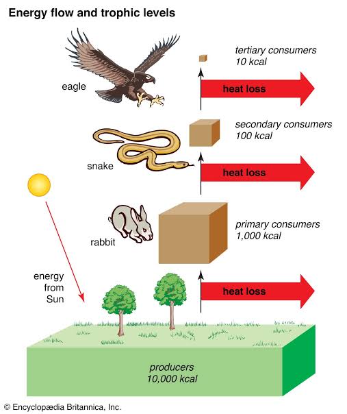 Trophic levels and energy flow - ClassNotes.ng