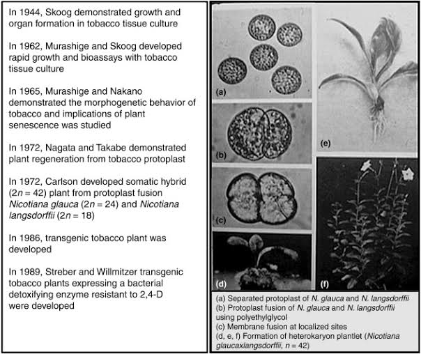 Scope and history of plant biotechnology - ClassNotes.ng