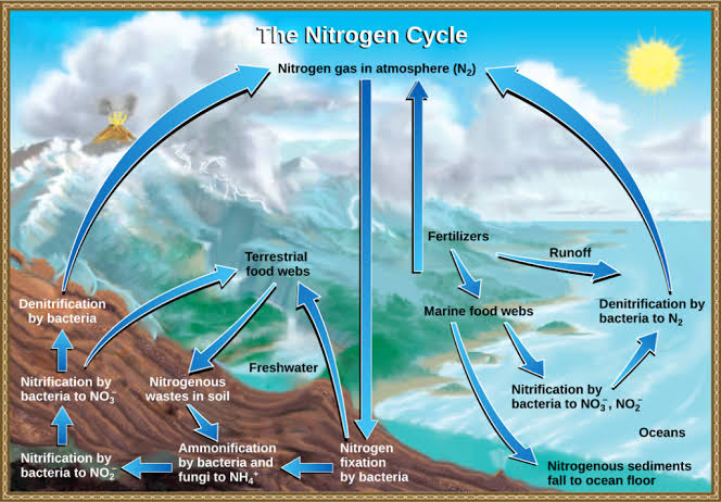 Nutrient cycles (carbon, nitrogen, water cycles) - ClassNotes.ng