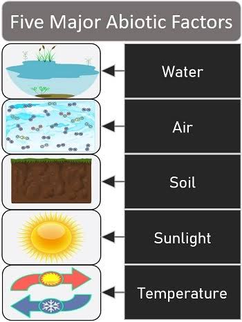 Abiotic factors (light, temperature, water, soil) - ClassNotes.ng