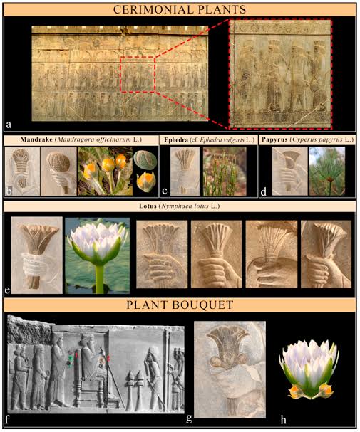 Ceremonial and symbolic plant use - Class Notes