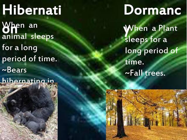 Migration, hibernation, territoriality - Class Notes
