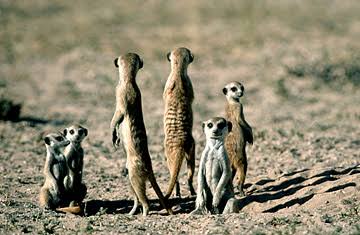 Social behavior and communication in animals - ClassNotes.ng